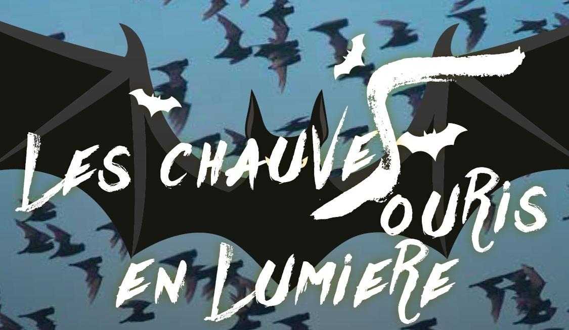 Les chauves-souris en lumière - Le Parc naturel régional Baie de Somme ...